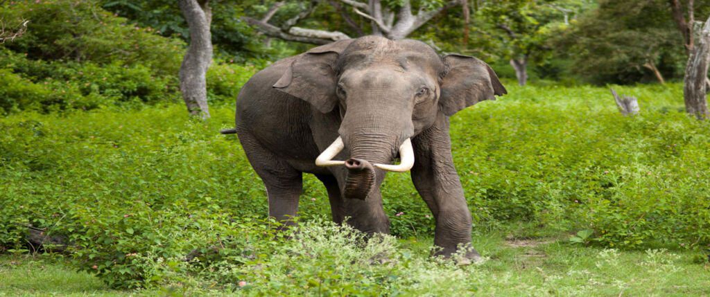 National Parks In Nepal - A Detailed Guide Of All 12 Parks