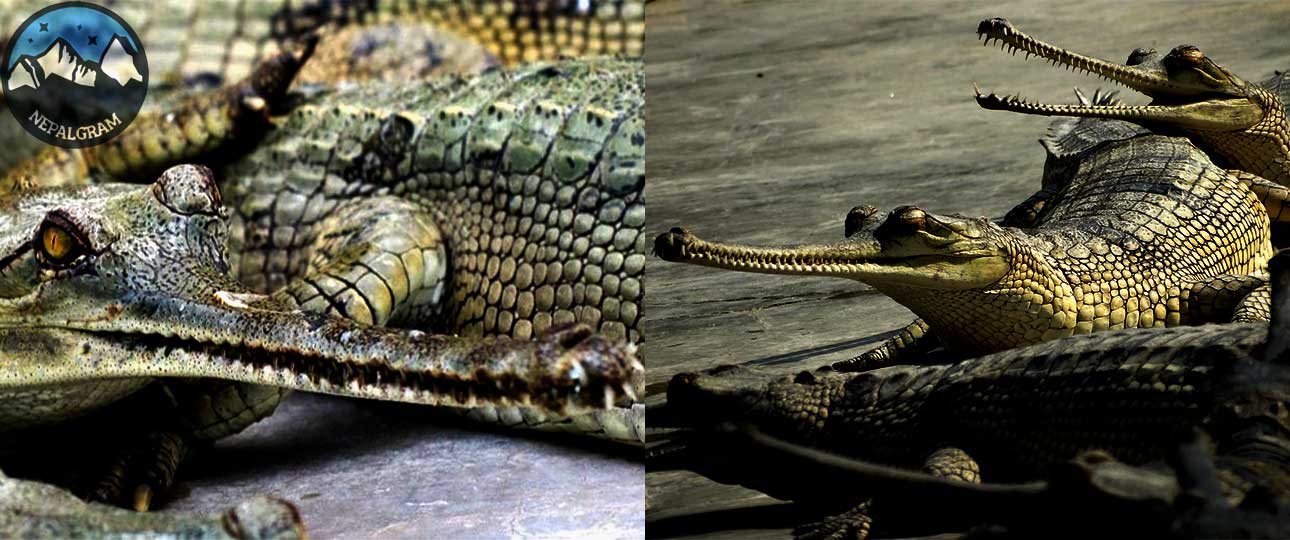 Chitwan National Park Is One Of The Most No. 1 Unforgettable Protected ...