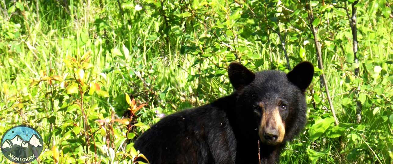Shivapuri Nagarjun National Park Is One Of The Most Beautiful No.1 ...